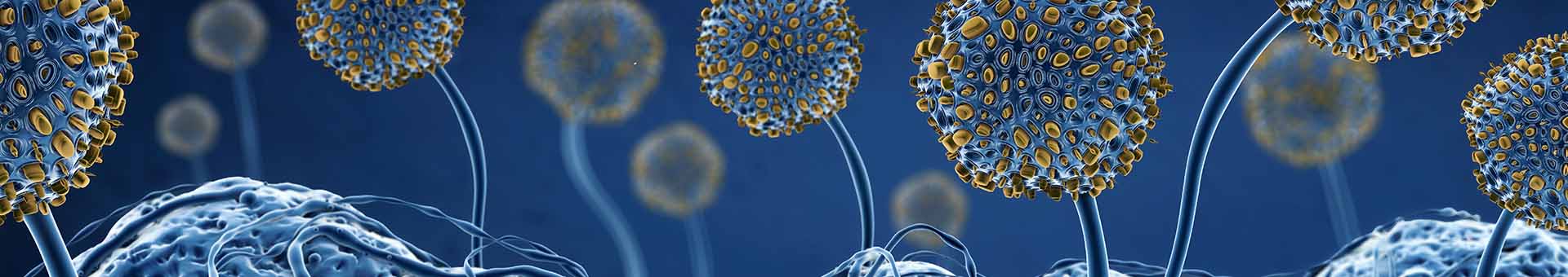 Mold Allergy Treatment | Carolina Asthma & Allergy Center